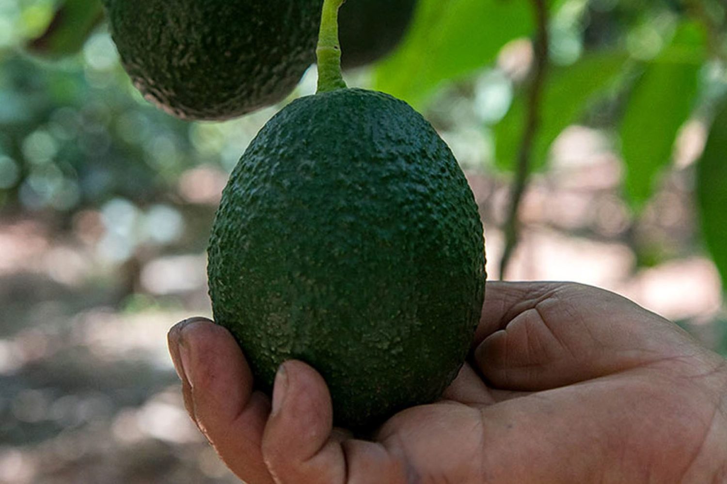 Palta HASS peruano en el mercado mayorista de Madrid – España (Marzo ...